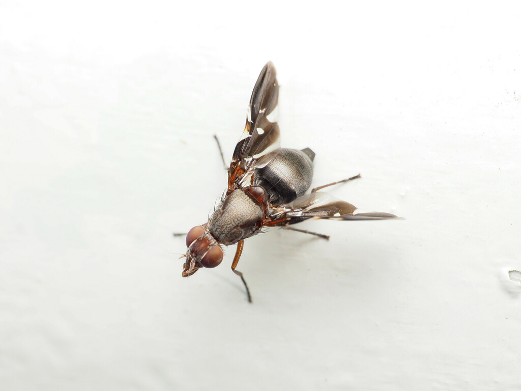 Common Picture-winged Fly from Silver Spring, MD, USA on May 31, 2023 ...