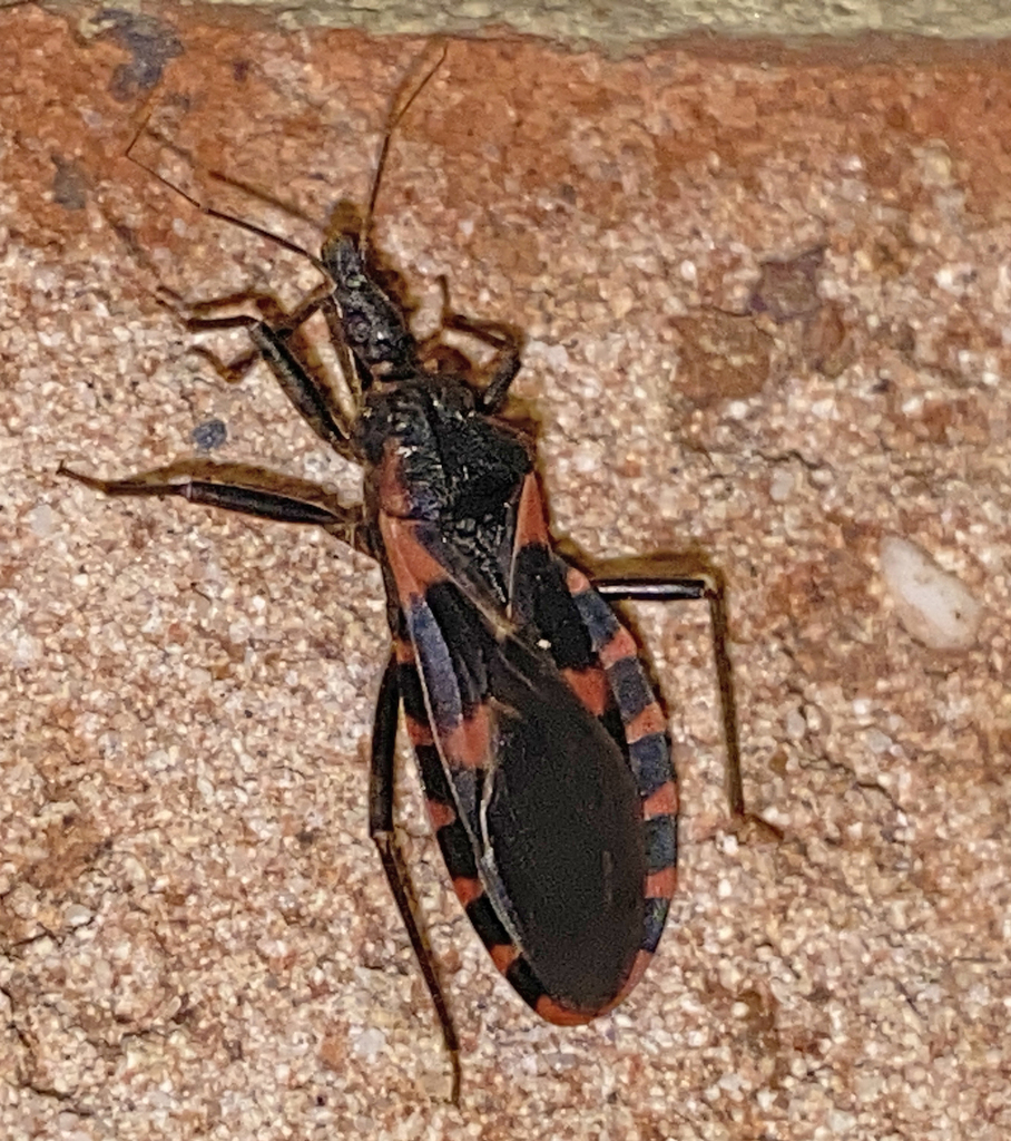 Eastern Bloodsucking Conenose from Anne Arundel County, MD, USA on June ...