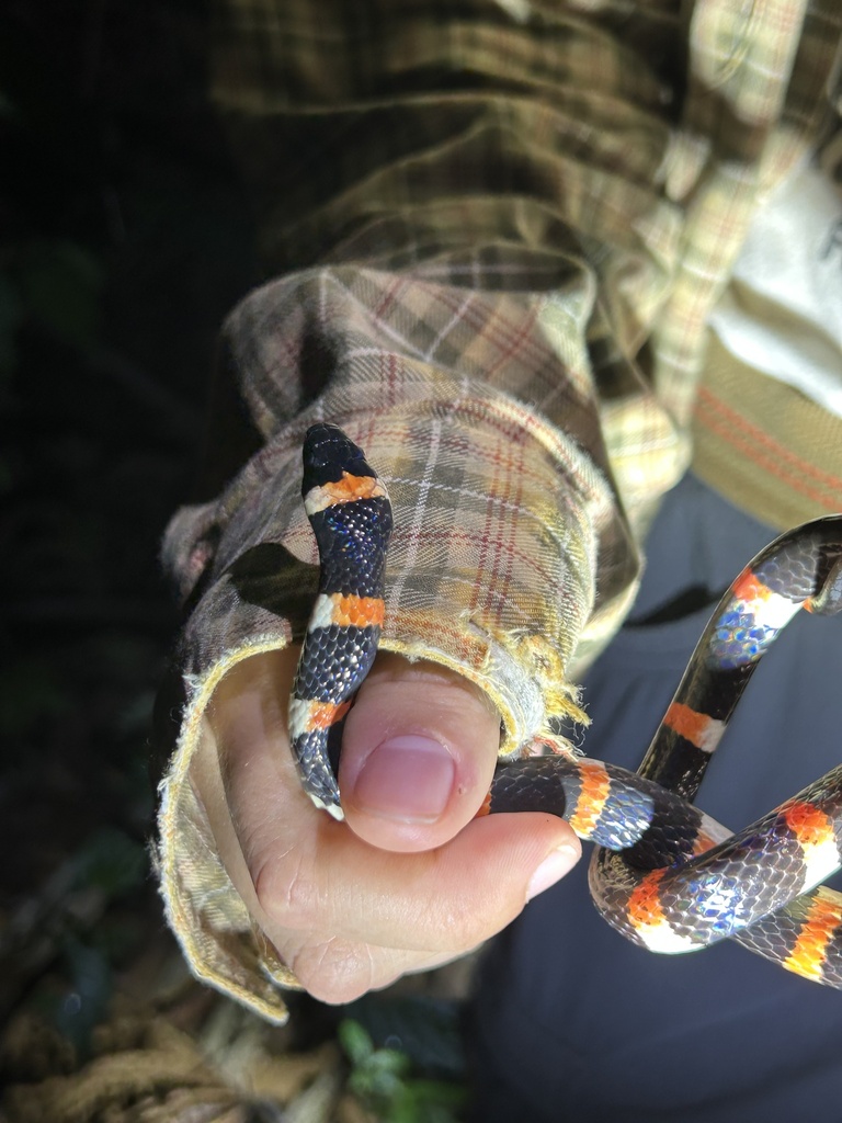 Black Halloween Snake from Ces, Sarapiqui, Heredia, CR on June 29, 2023 ...