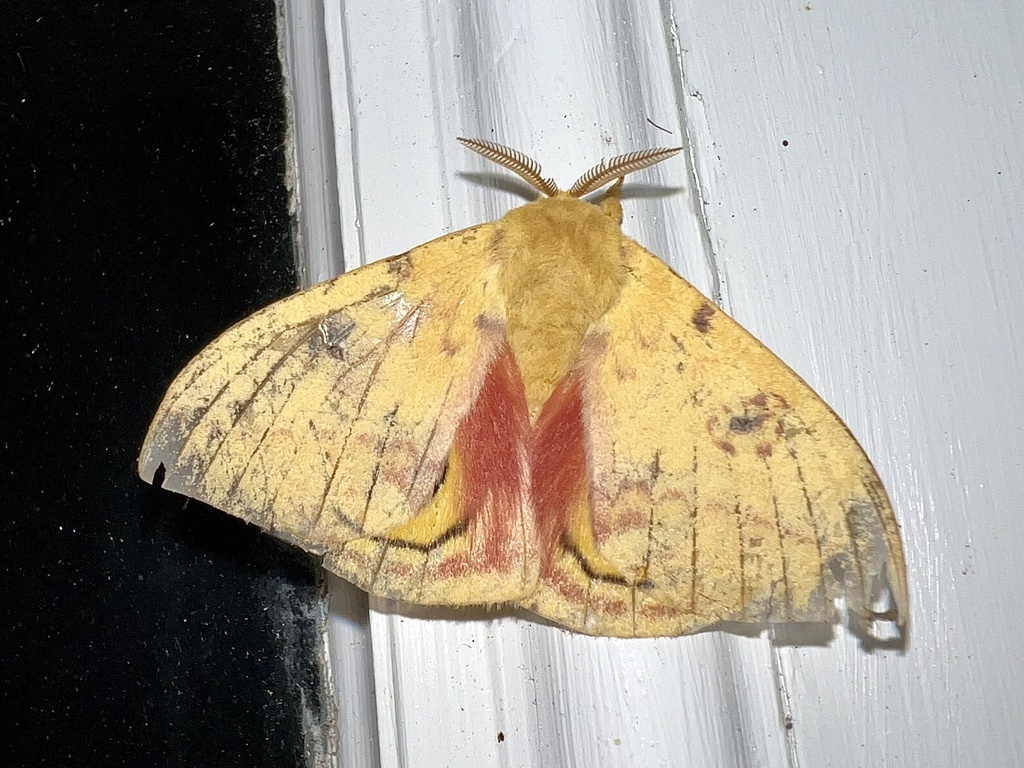 Io Moth from Norris Ln, Elkridge, MD, US on June 29, 2023 at 10:57 PM ...