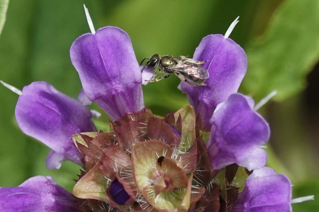Metallic Sweat Bees from Nanaimo, BC, Canada on June 29, 2023 at 12:15 ...
