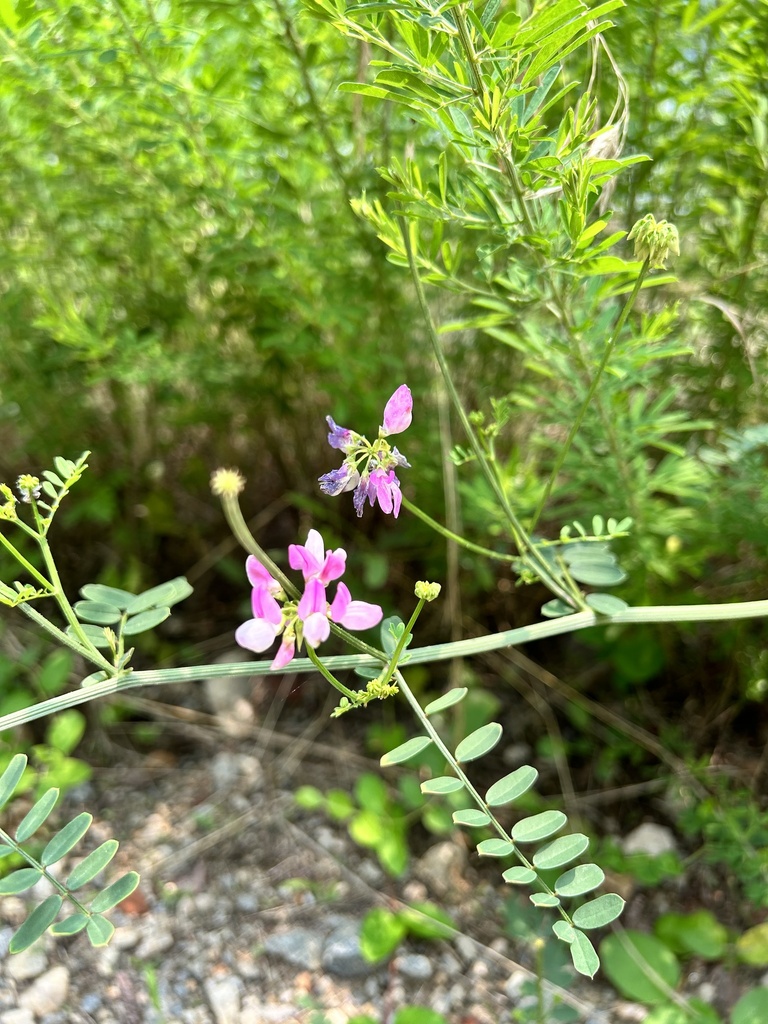 Common Vetch from Castle Trail, Bear, DE, US on June 29, 2023 at 01:42 ...