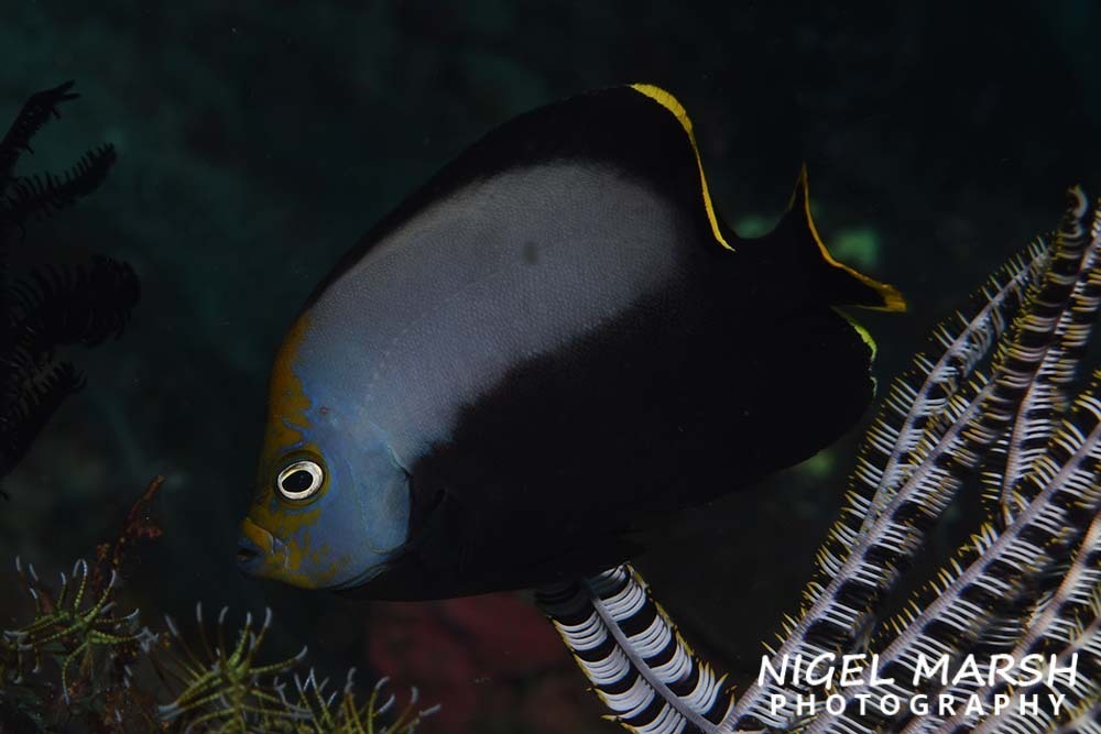 Black Velvet Angelfish from Puerto Galera, Oriental Mindoro ...