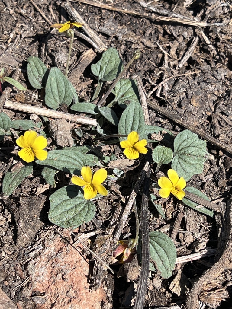 Goosefoot violet from Alpine County, Toiyabe National Forest, US-CA, US ...