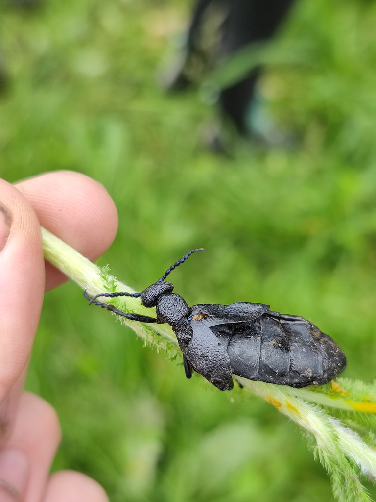 Black Oil Beetle from Полибино, Данковский р-н, Липецкая обл., Россия ...