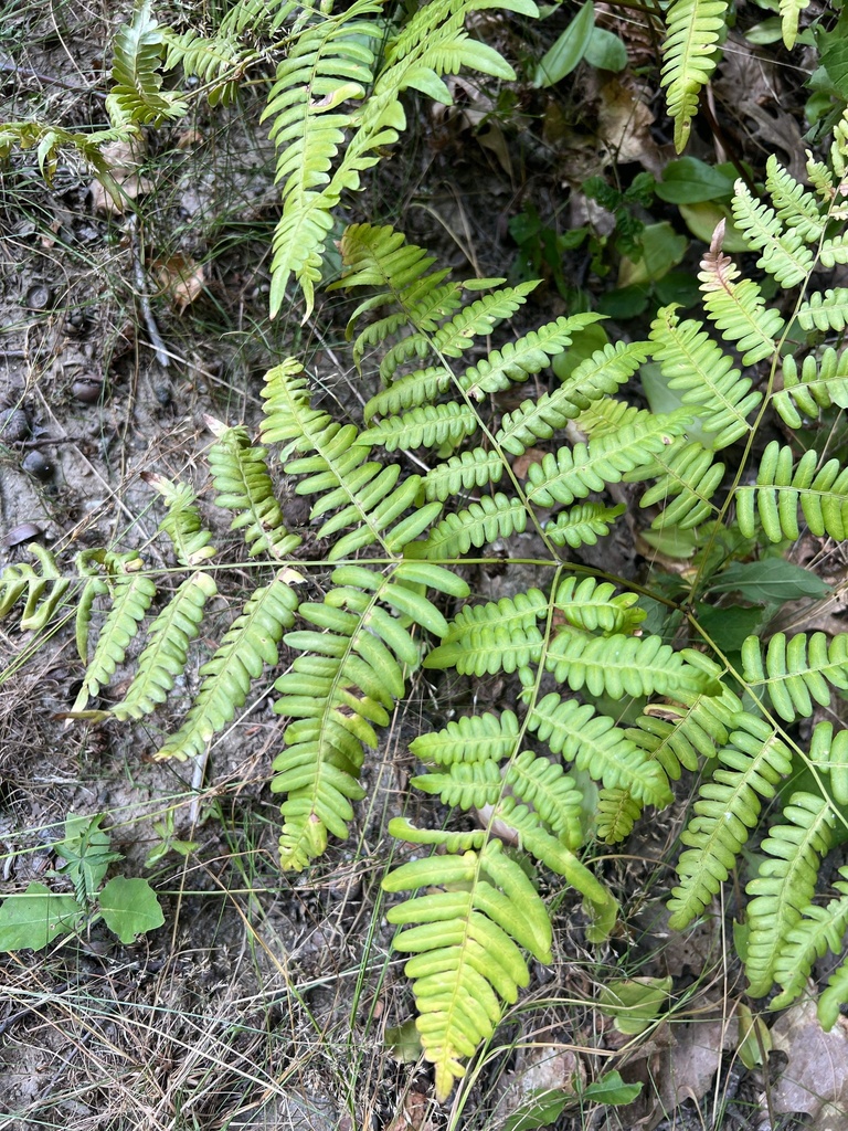 eagle fern by chenxiz · iNaturalist