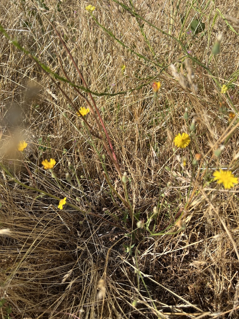 Beaked Hawksbeard from Pinnacles National Park, Paicines, CA, US on ...