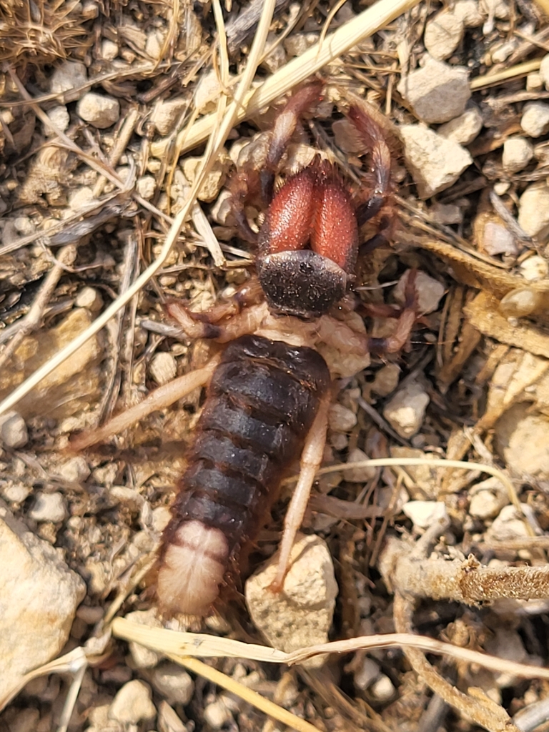 Rhagodes caucasicus from Areni 3604, Armenien on June 29, 2023 at 05:07 ...