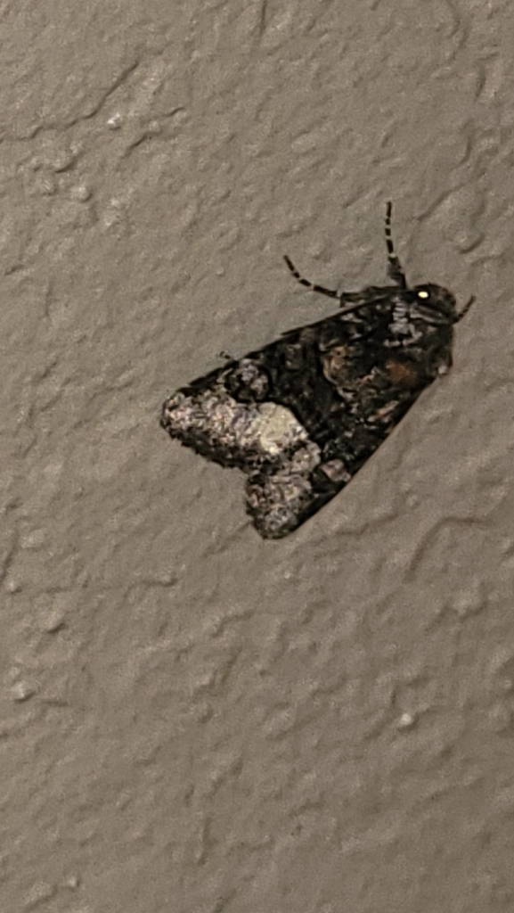 Cutworm Moths and Allies from Lolo, MT 59847, USA on June 29, 2023 at ...