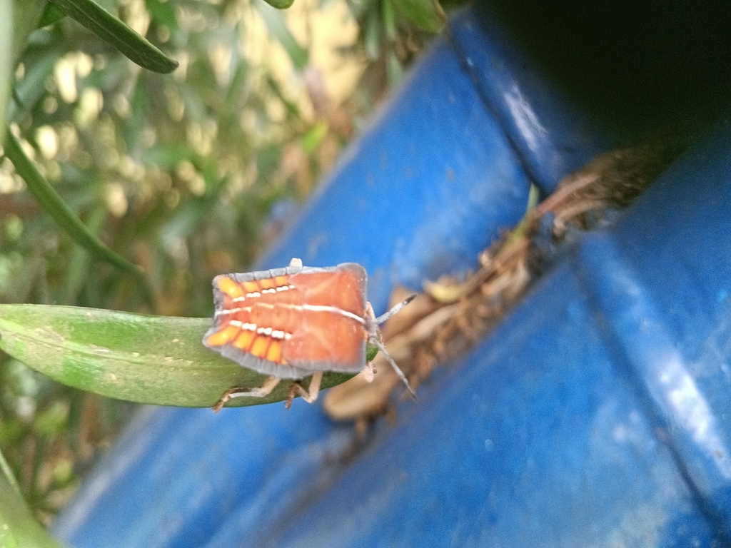Lychee Stink Bug from 新店區 on June 30, 2023 at 12:59 PM by Quinn Hung ...