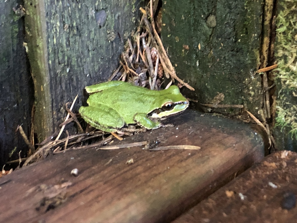 Northern Pacific Tree Frog from Northwest Trek Wildlife Park ...