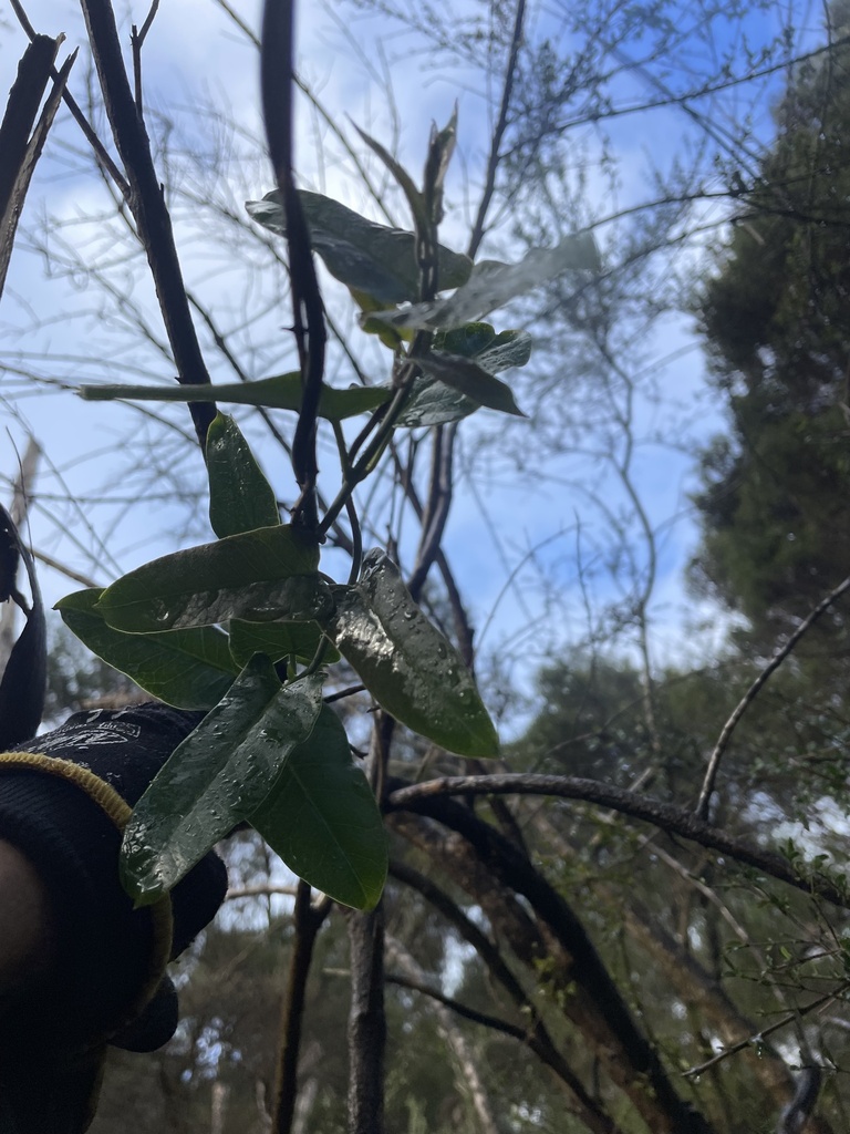 Moth Vine from The Briars, Mount Martha, VIC, AU on June 30, 2023 at 02 ...