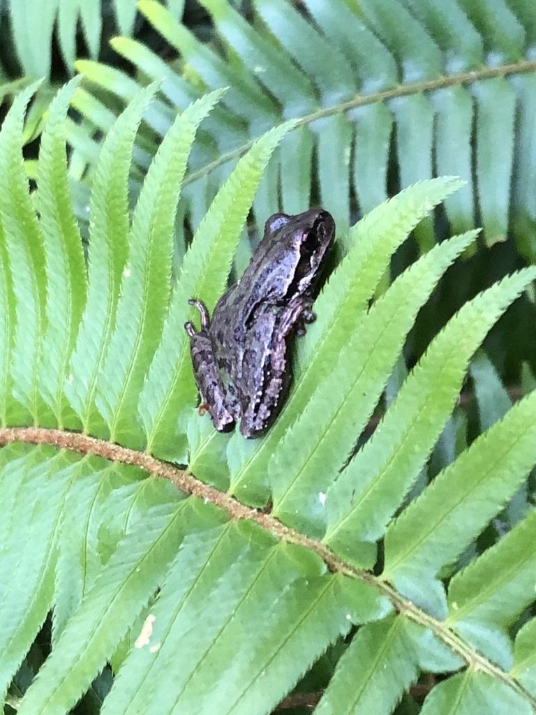 Northern Pacific Tree Frog from Northwest Trek Wildlife Park ...