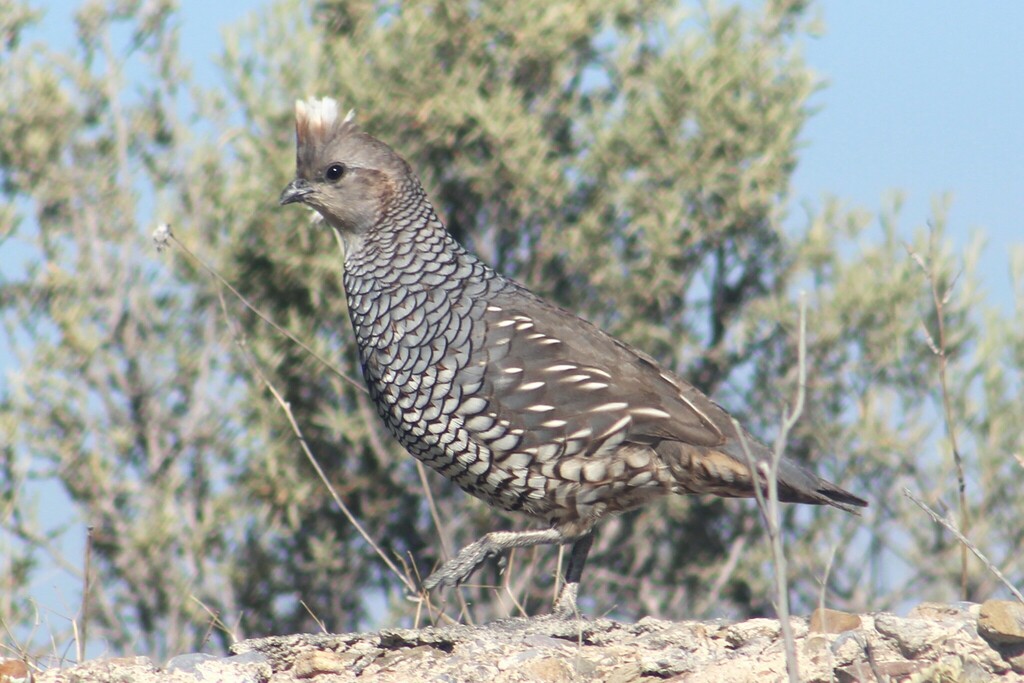 Scaled Quail from Navidad uaaan on June 29, 2023 at 09:00 AM by Rocio ...