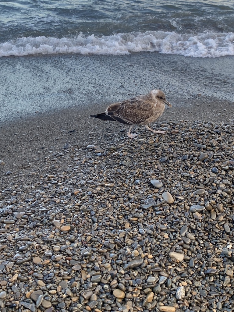 Southern Black-backed Gull from Te Ika-a-Māui/North Island, Wellington ...