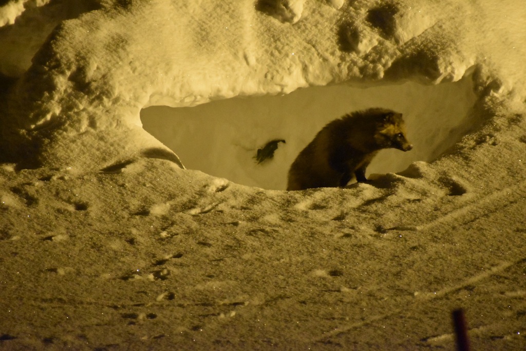 Hondo Raccoon Dog from Hirao, Yamanochi, Shimotakai District, Nagano ...