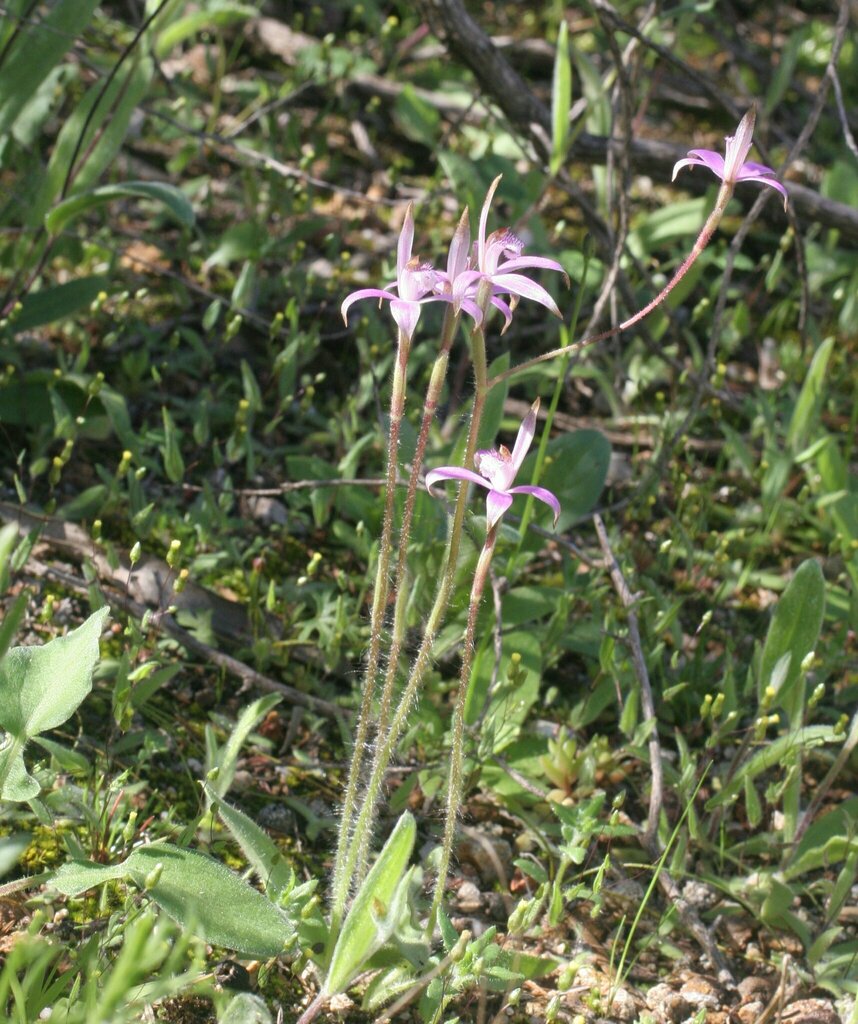 Pink candy orchid from Bunjil WA 6623, Australia on August 18, 2008 by ...