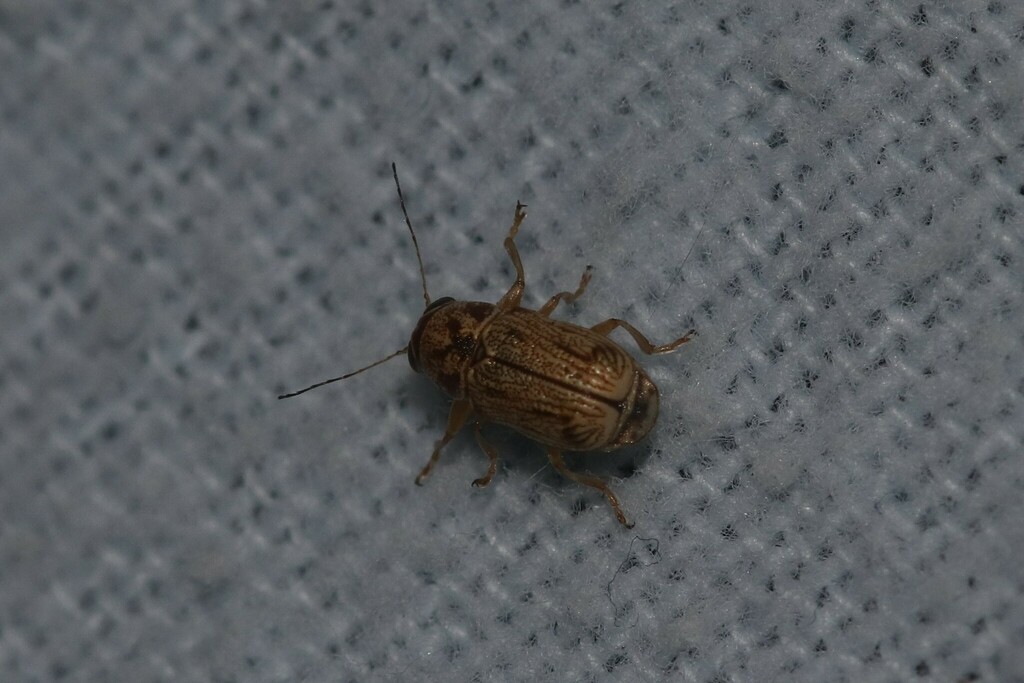Scriptured Leaf Beetles from Grand County, UT, USA on June 24, 2023 at ...