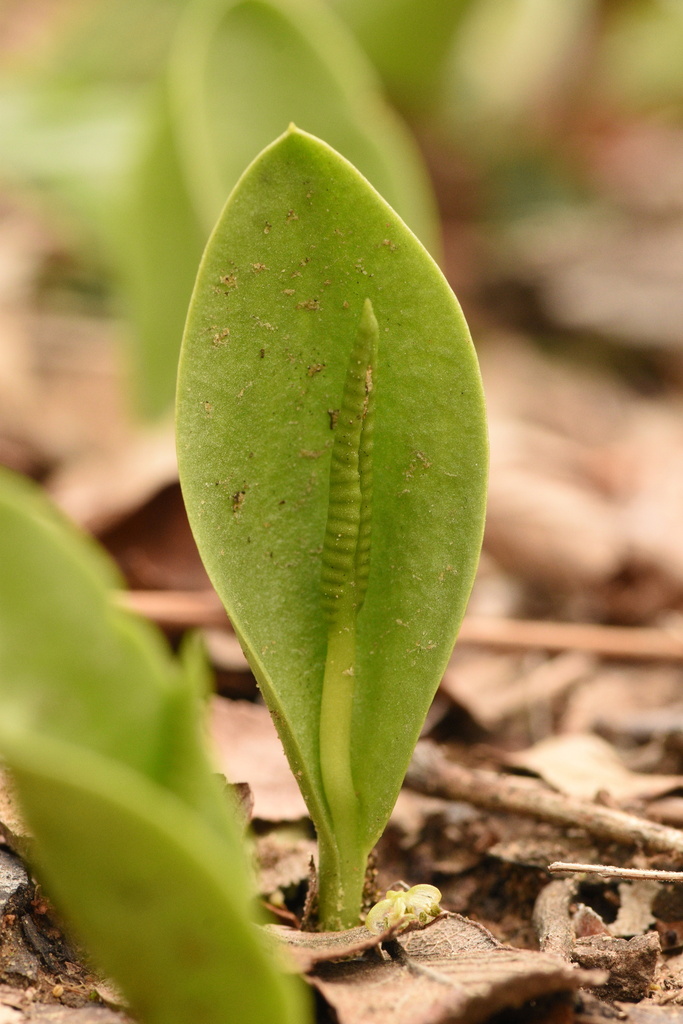 limestone adder's-tongue in March 2023 by Aidan Campos. Sterile blade ...