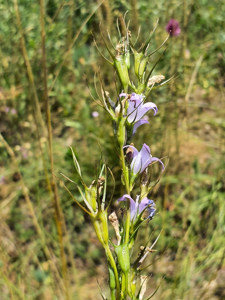 Rampion (Campanula rapunculus) - Botanical Realm