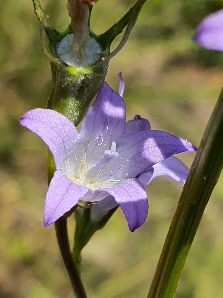Rampion (Campanula rapunculus) - Botanical Realm