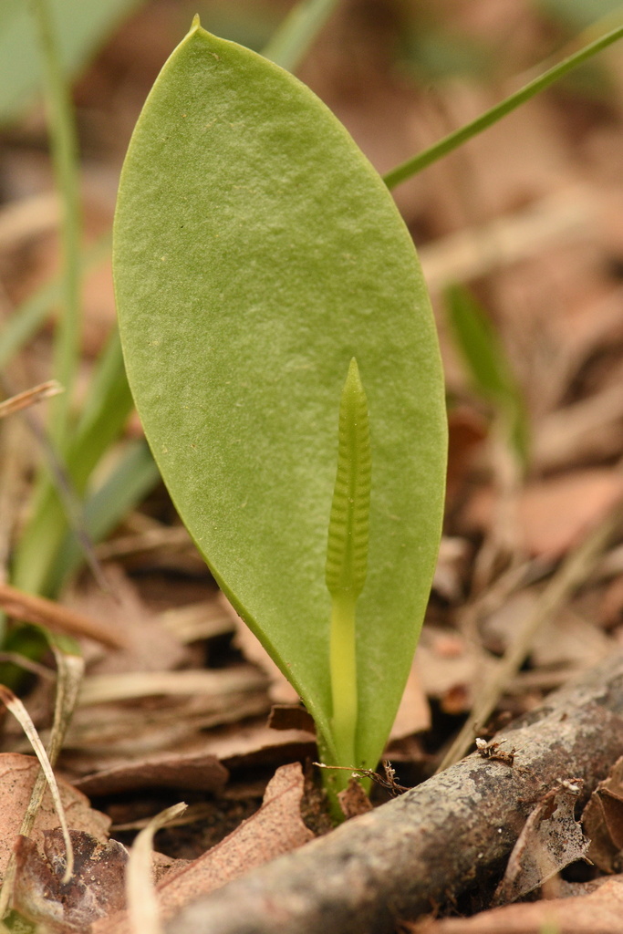 limestone adder's-tongue in March 2023 by Aidan Campos. Sterile blade ...