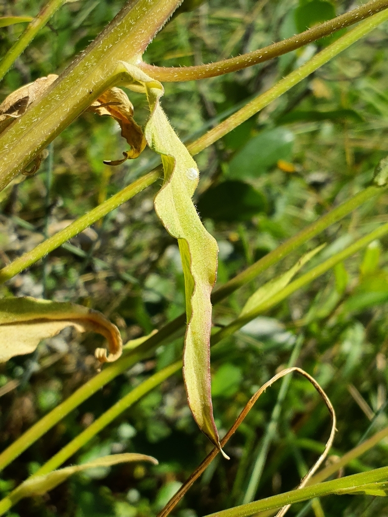 Rampion (Campanula rapunculus) - Botanical Realm