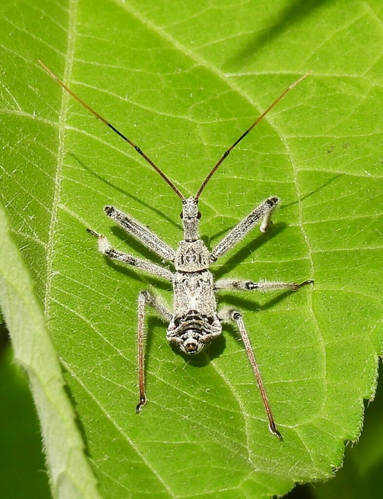North American Wheel Bug from End of Co. Rd. 302, along Butler Creek ...
