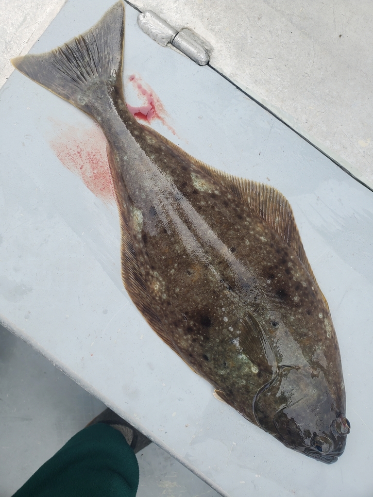Pacific Halibut from Prince of Wales-Hyder County, US-AK, US on 29 June ...