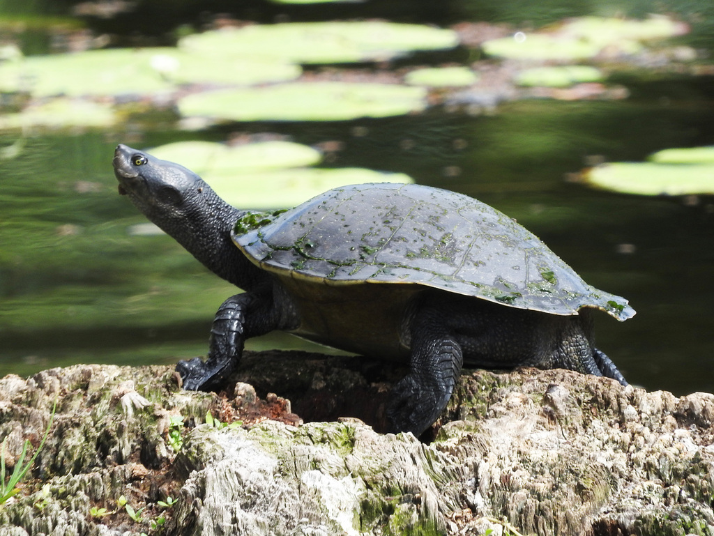 Krefft's River Turtle from Palmetum Townsville QLD, Australia on August ...