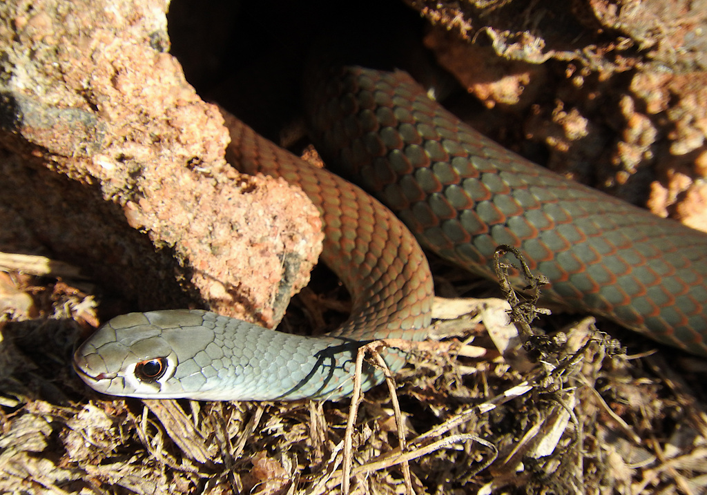 Yellow-faced Whipsnake from Bromfield Swamp Viewing Platform, Upper ...