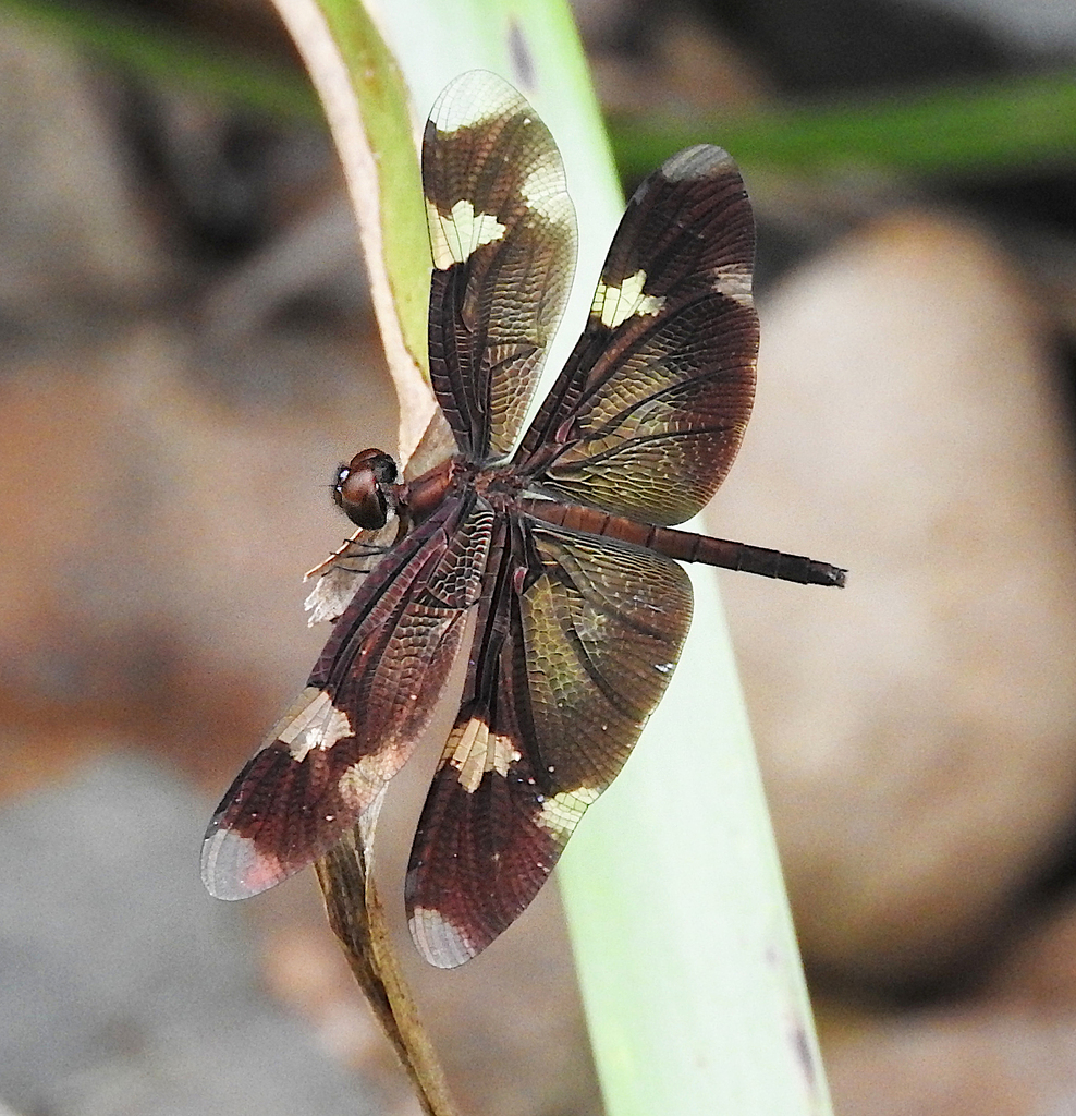 Zircon Flutterer from Palmetum,Townsville QLD, Australia on April 23 ...