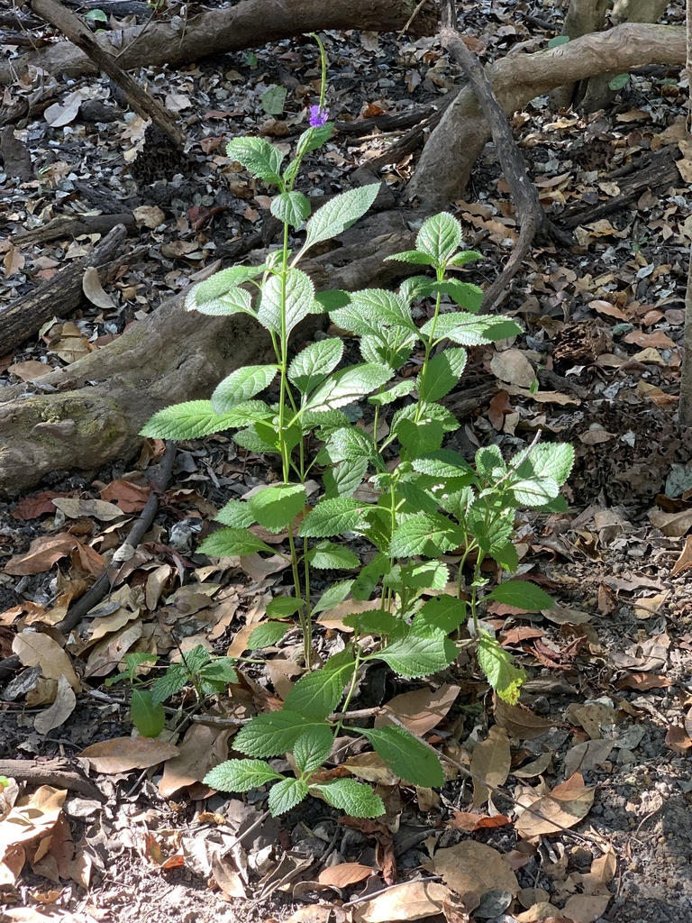 Porterweed from Litchfield - Pt B, AU-NT, AU on June 30, 2023 at 09:35 ...