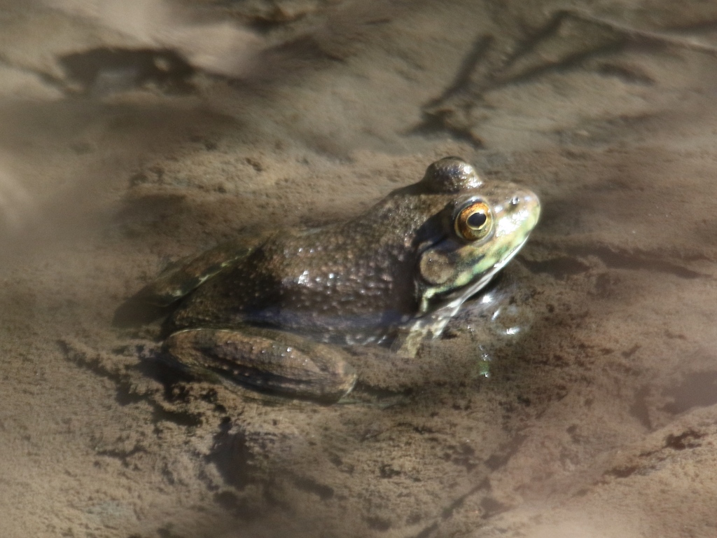 American Bullfrog from Santa Rosa, CA, USA on February 19, 2023 at 02: ...