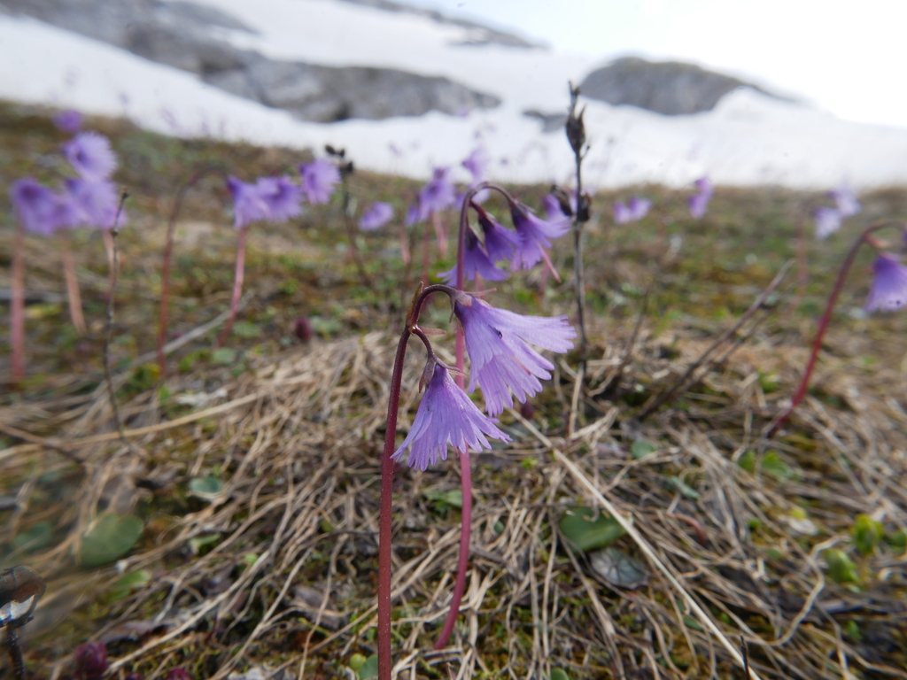 Alpine Snowbell from Bex, Switzerland on June 16, 2023 at 04:16 PM by ...