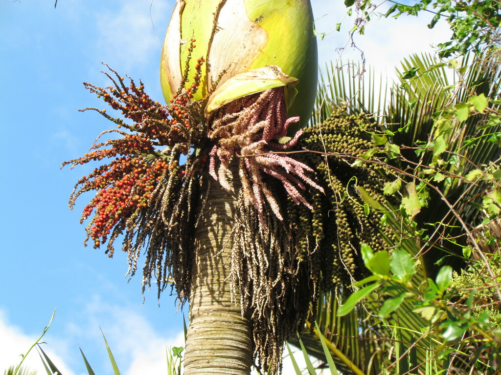 Nikau palm from Paraparaumu, New Zealand on June 30, 2023 at 01:58 PM ...