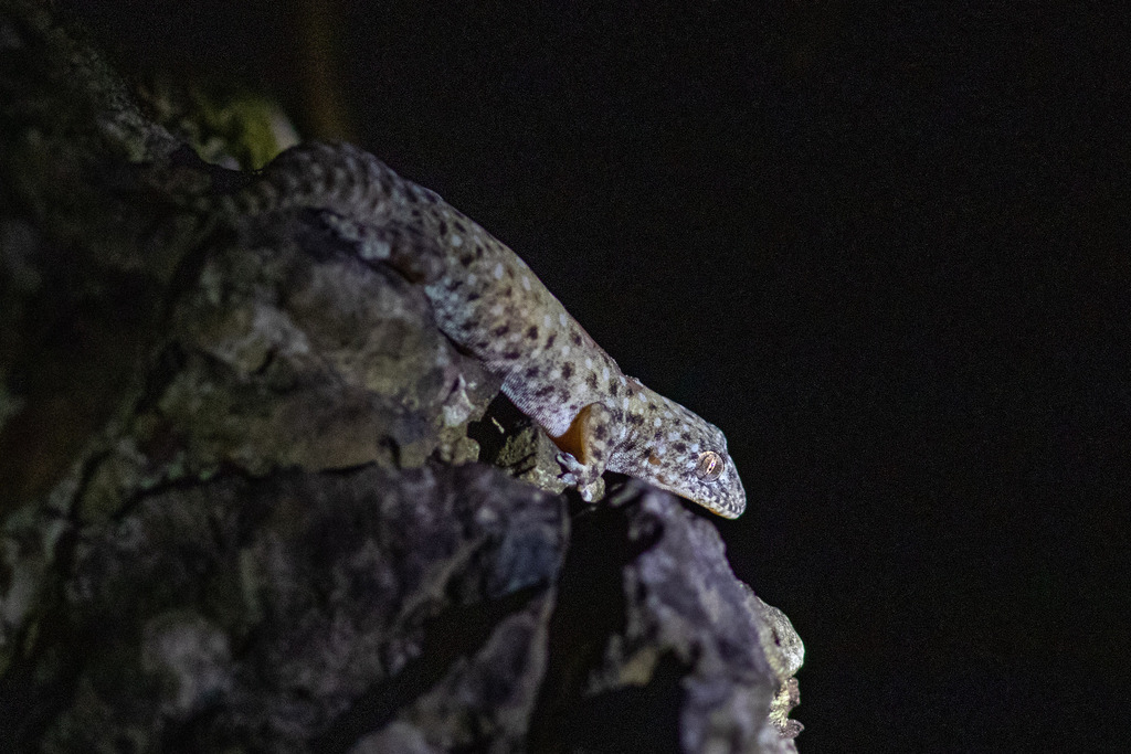 Kanchanaburi Four-clawed Gecko in June 2023 by Sila Viriyautsahakul ...