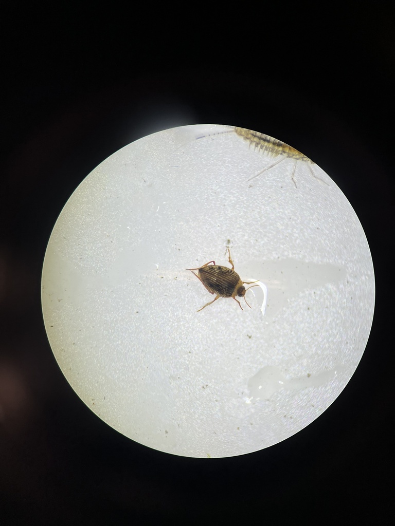 Haliplus from Heinrich-Düker-Weg, Göttingen, Niedersachsen, DE on June ...