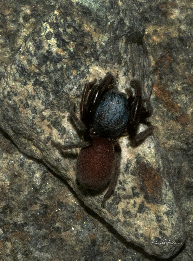 Common Palp-footed Spiders in June 2023 by npeter. Palpimanidae family ...