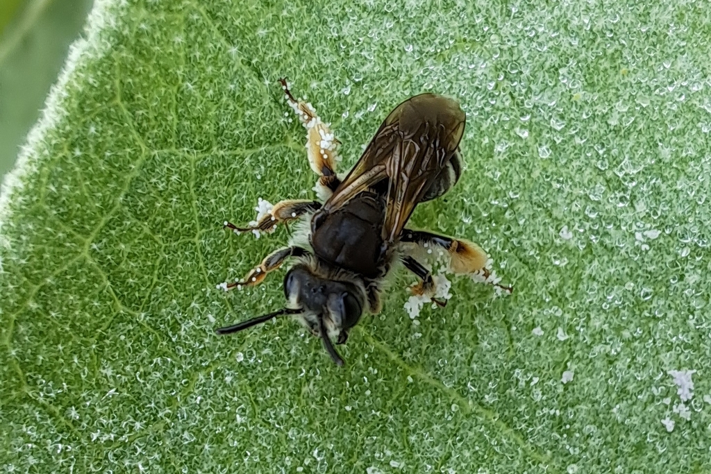 Bees from Feakes, Greece on June 4, 2023 at 12:15 PM by Marek Koszorek ...