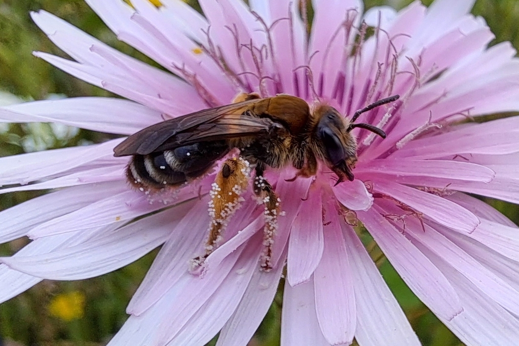 Bees from Feakes, Greece on June 4, 2023 at 12:08 PM by Marek Koszorek ...