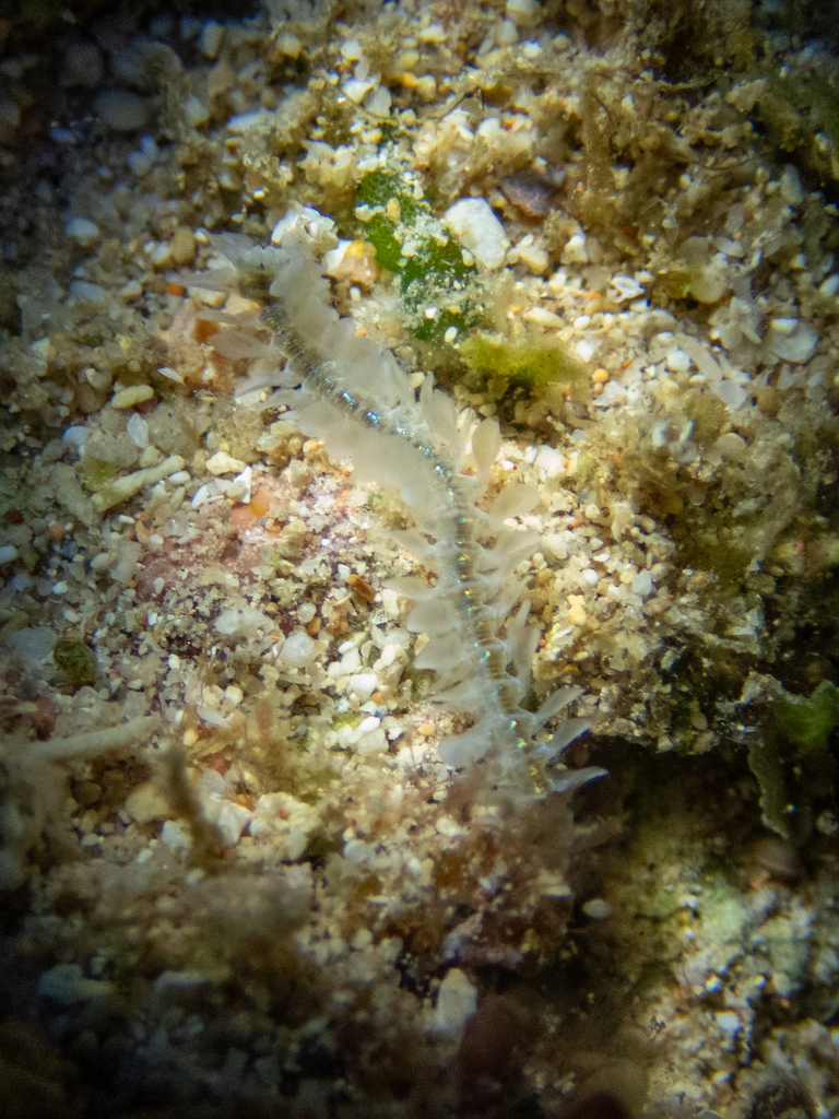 Paddle Worms from Exmouth, WA, Australia on June 21, 2023 at 07:33 PM ...