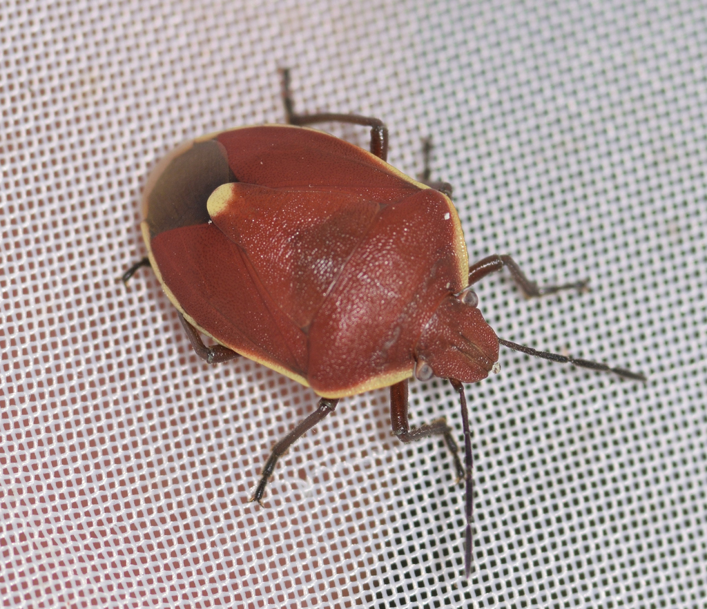 Chlorochroa juniperina from Sarıveliler/Karaman, Türkiye on June 25 ...