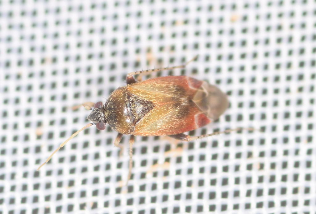 Psallus perrisi from Taşkent/Konya, Türkiye on June 26, 2023 at 02:05 ...