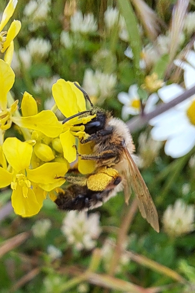 Mining Bees from Feakes, Greece on June 4, 2023 at 12:06 PM by Marek ...
