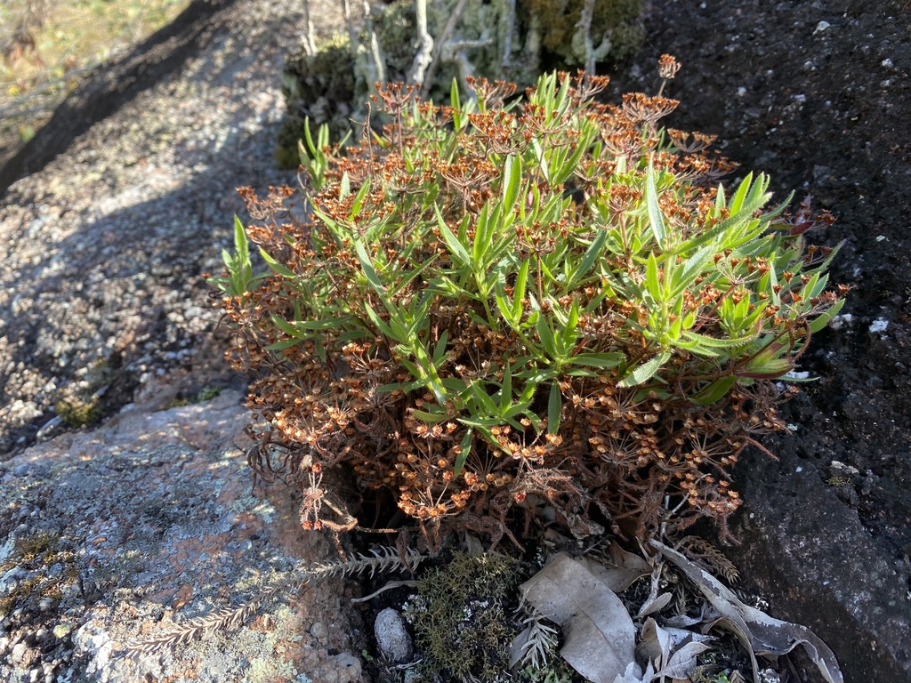 pomax in June 2023 by ryanthughes · iNaturalist