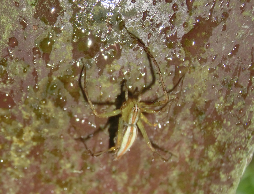 Lean Lynx Spider from 台灣彰化縣 on June 29, 2023 at 02:06 PM by r88621108 ...