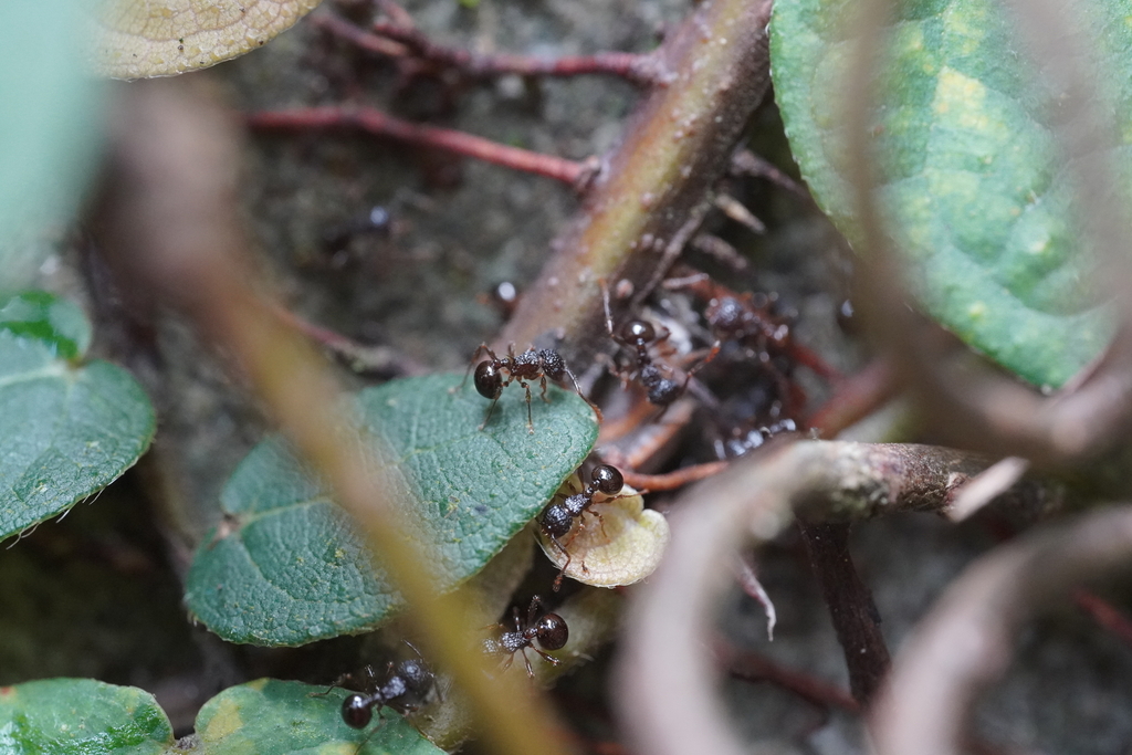 Japanese Queenless Ant from 香港林村 on June 30, 2023 at 11:32 AM by tkp123 ...