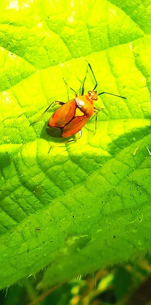 red-spotted plant bug from 76750 Vieux-Manoir, France on June 30, 2023 ...