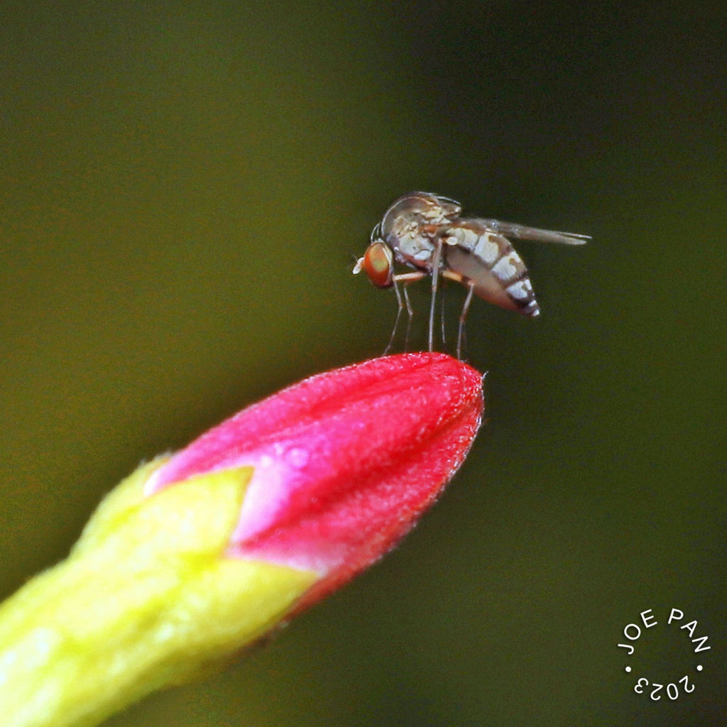 Quasimodo flies from Borneo, Sandakan, Sabah, MY on June 25, 2023 at 05 ...